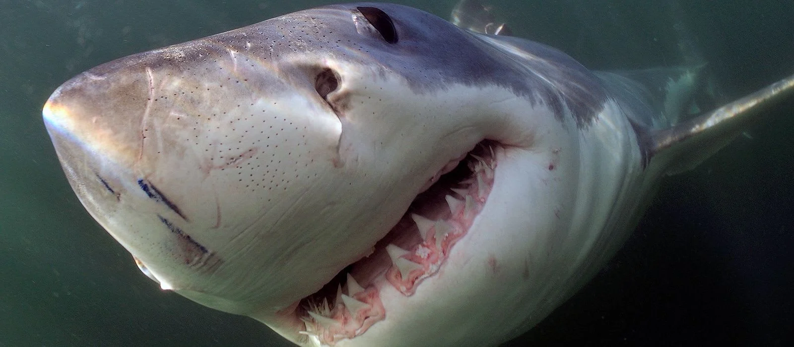 The Evolution of Sharks